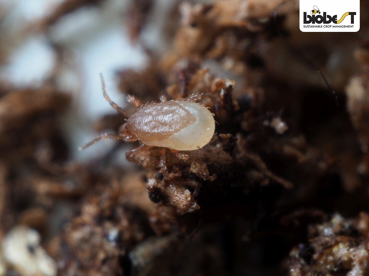 Hypoaspis jordrovmide